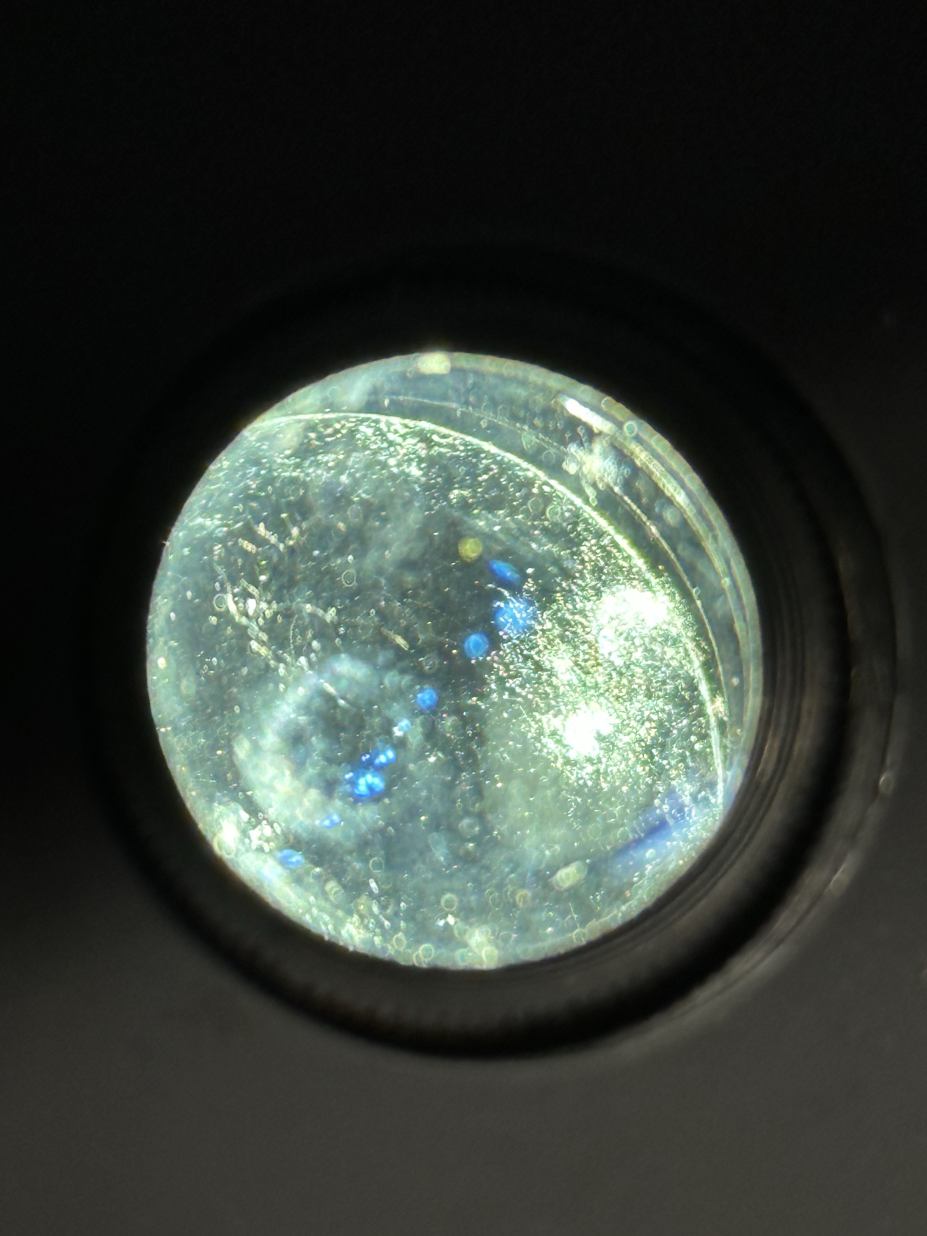 Halina A1 Reflex shutter and Fungus – Foxes Den