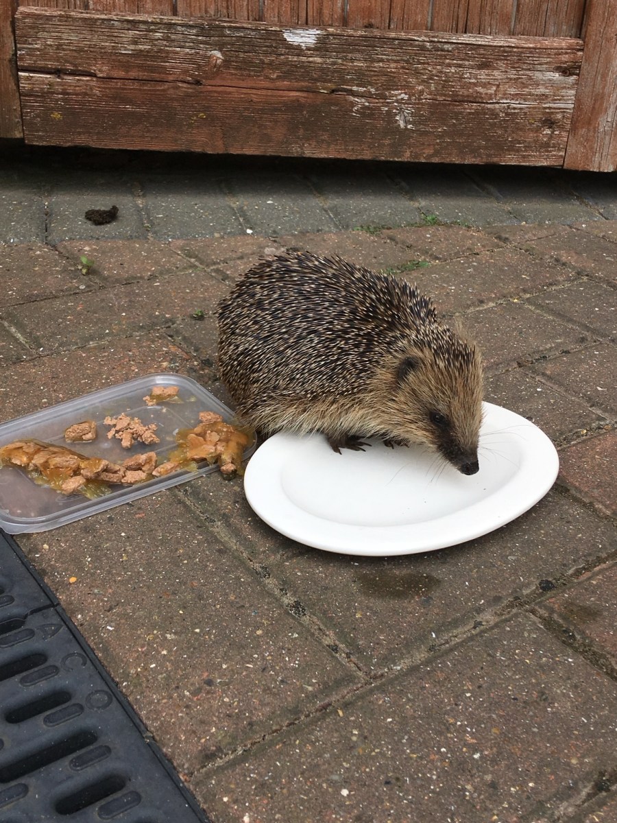 The humble Hedgehog – Foxes Den