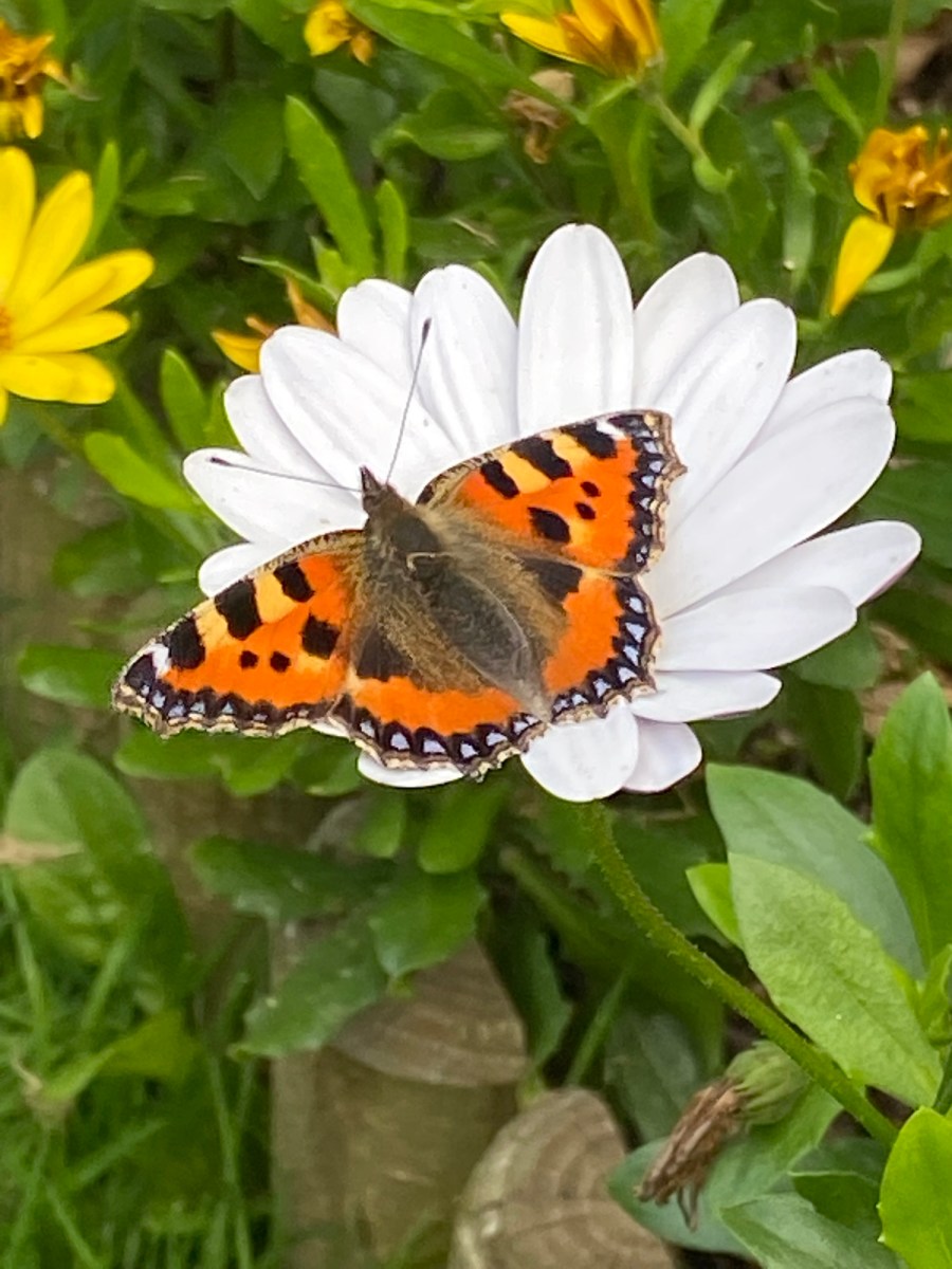 March – Springtime – Foxes Den